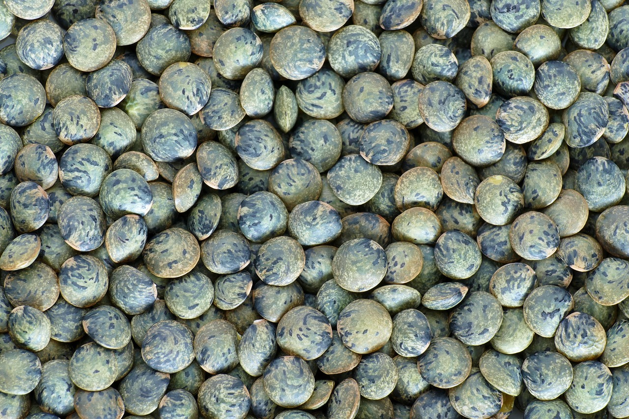 Green Le Puy Lentils Legume Meal - Free photo on Pixabay - Pixabay
