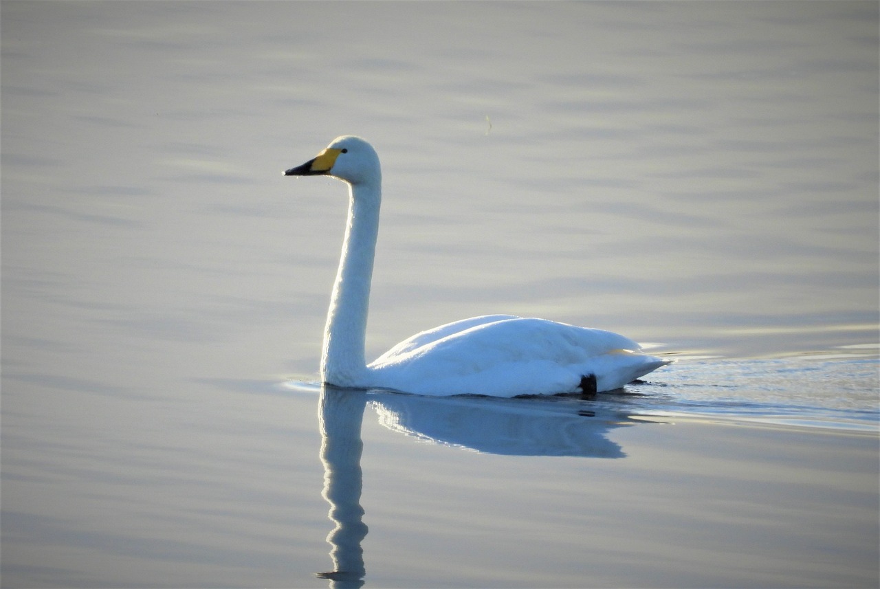 10,000+ Free Whooper Swans & Swan Images - Pixabay