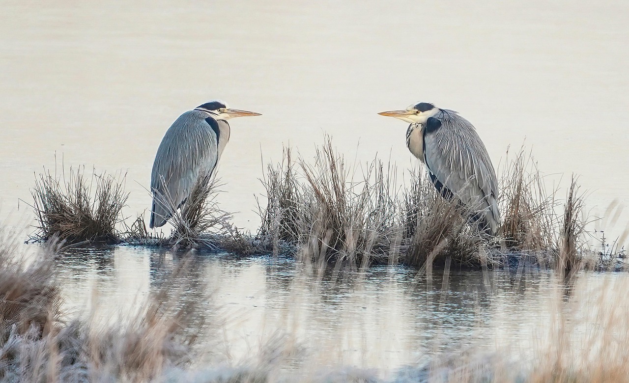 Herons Birds Lake - Free photo on Pixabay