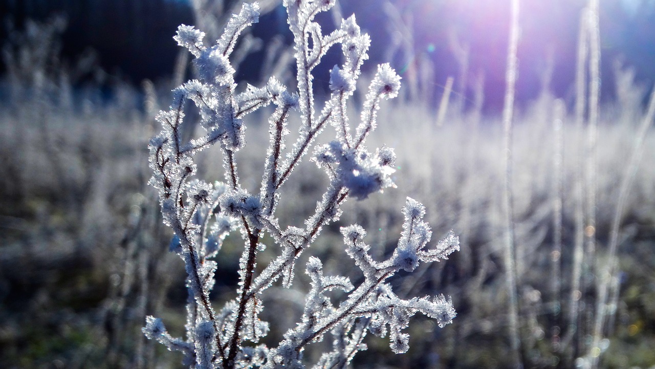 30,000+ Free Frosty Morning & Morning Images - Pixabay