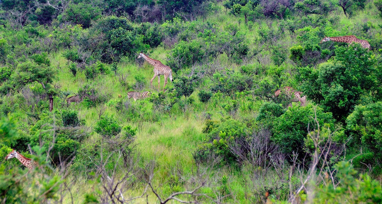 Afrika Sydafrika Zebra Vilda Djur - Gratis foto på Pixabay - Pixabay