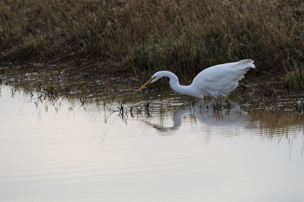Great Egret Bird Lake Wild - Free photo on Pixabay - Pixabay