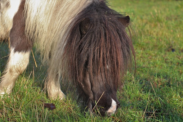 Shetland Pony Mini - Free photo on Pixabay