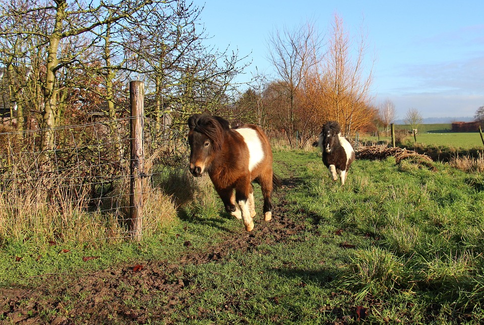 Shetland Pony Mini - Free photo on Pixabay