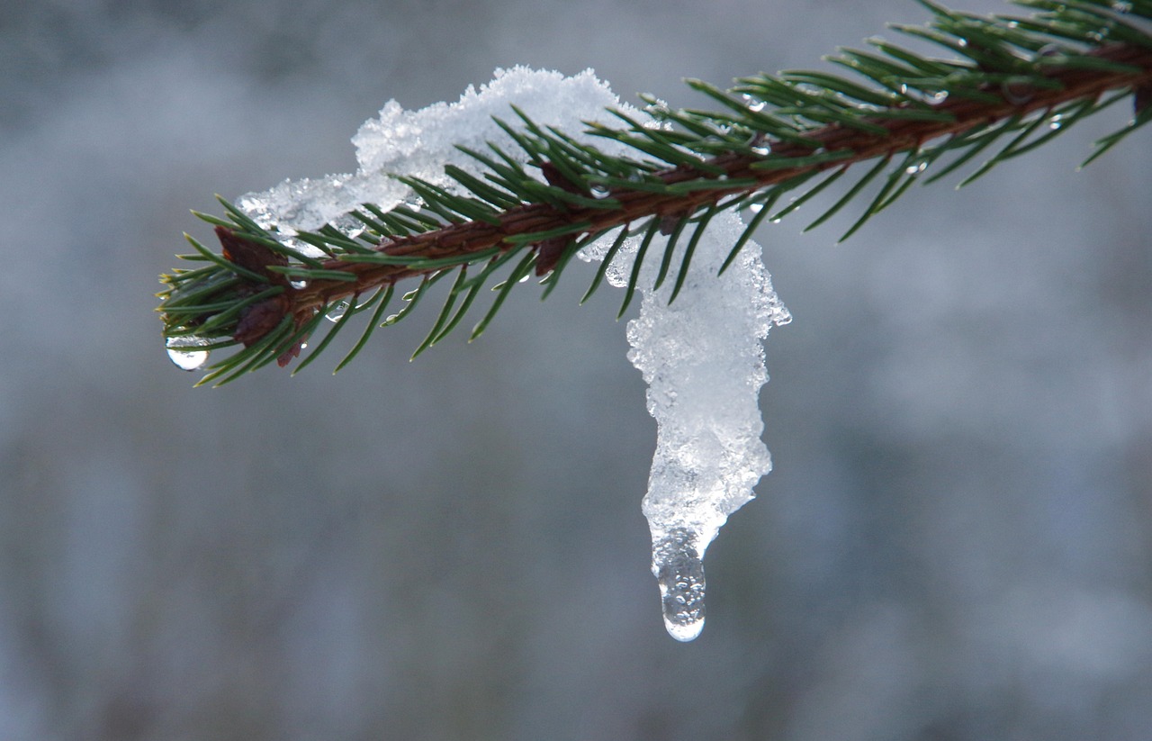 100,000+ Free Spring Thaw & Spring Images - Pixabay