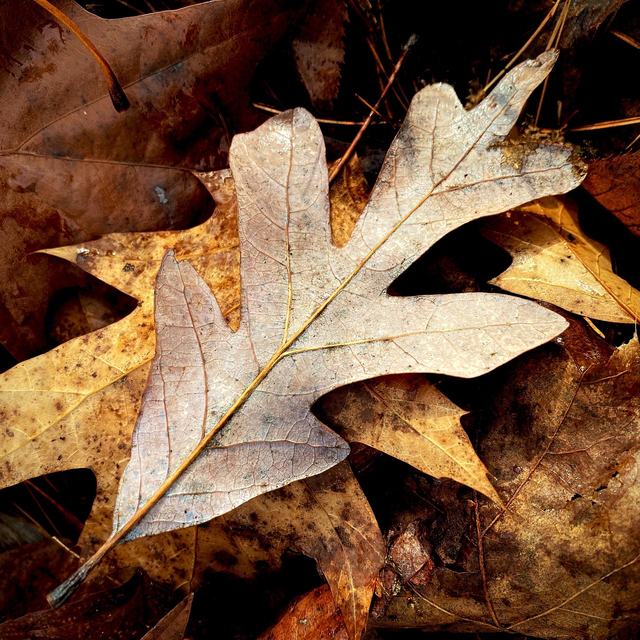 Folhas Outono Floresta - Foto gratuita no Pixabay - Pixabay