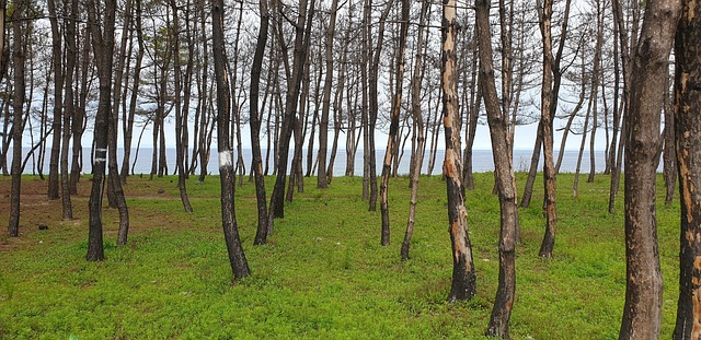 Floresta Mar - Foto gratuita no Pixabay - Pixabay