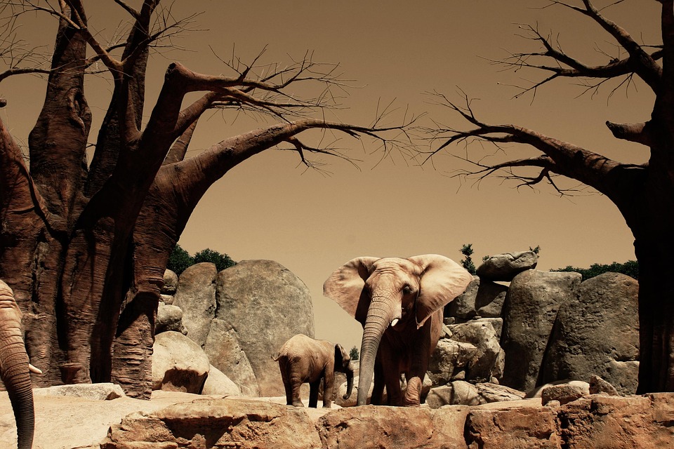 Elefant Natur Tier - Kostenloses Foto auf Pixabay