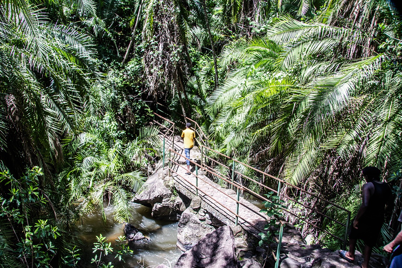 Petualangan Hutan Lintas Alam - Foto gratis di Pixabay - Pixabay