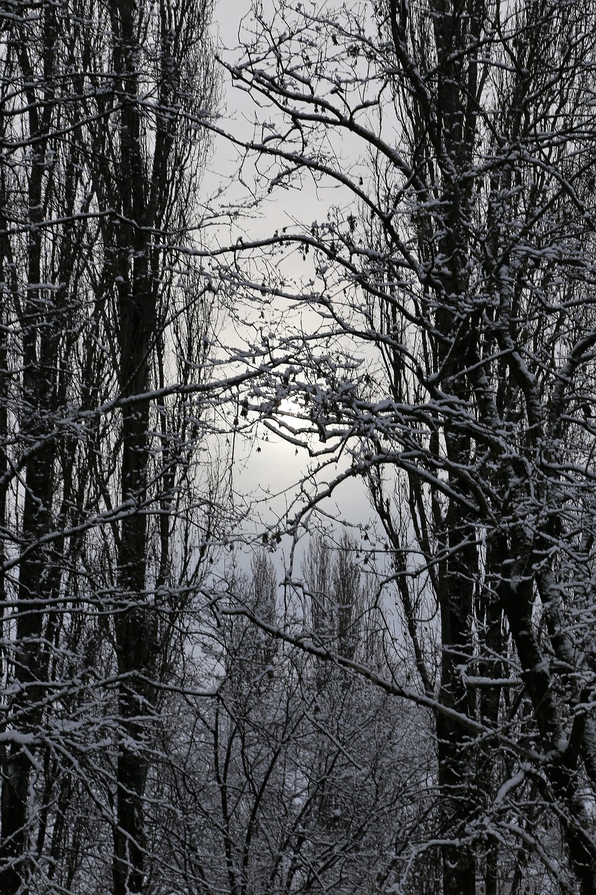 Bare Trees Background