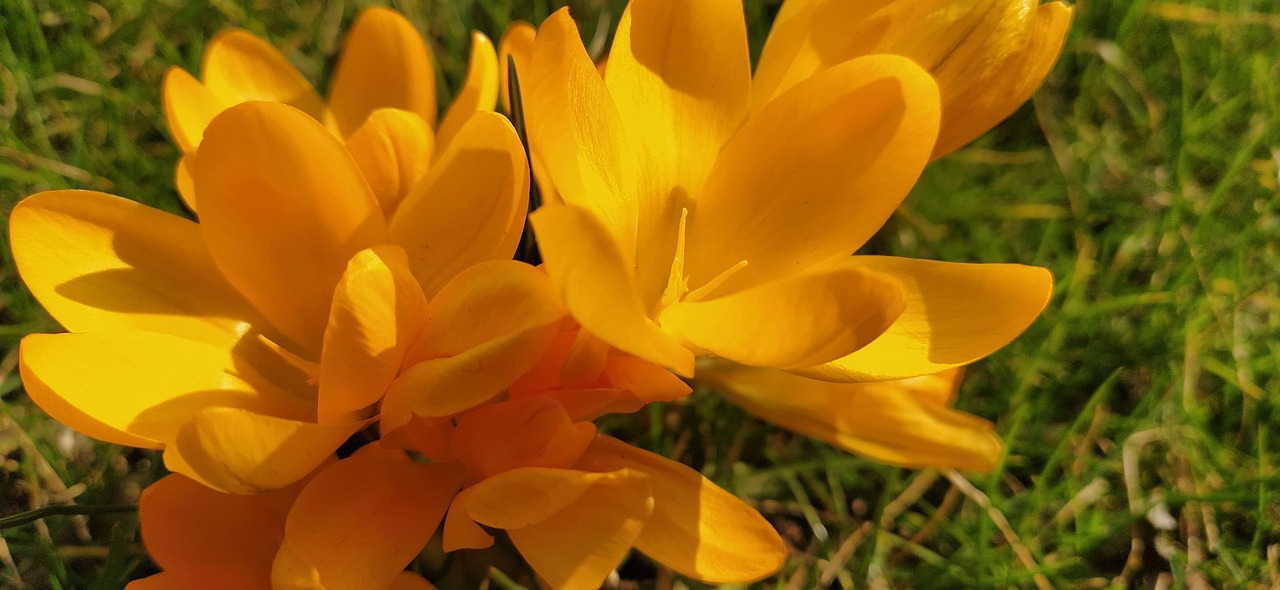 Warna Kuning Kemerahan Bunga Musim - Foto gratis di Pixabay - Pixabay