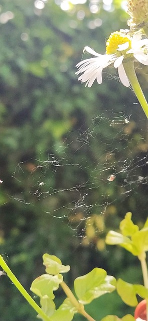 Jaring Laba-Laba Bunga Aster Musim - Foto gratis di Pixabay - Pixabay