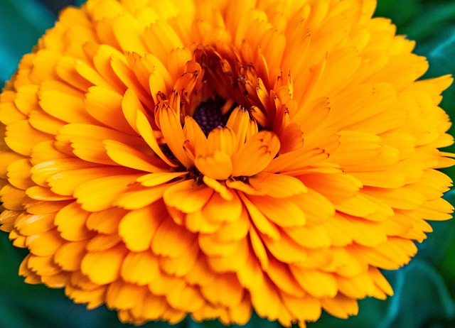Diente De León Flor - Foto gratis en Pixabay - Pixabay