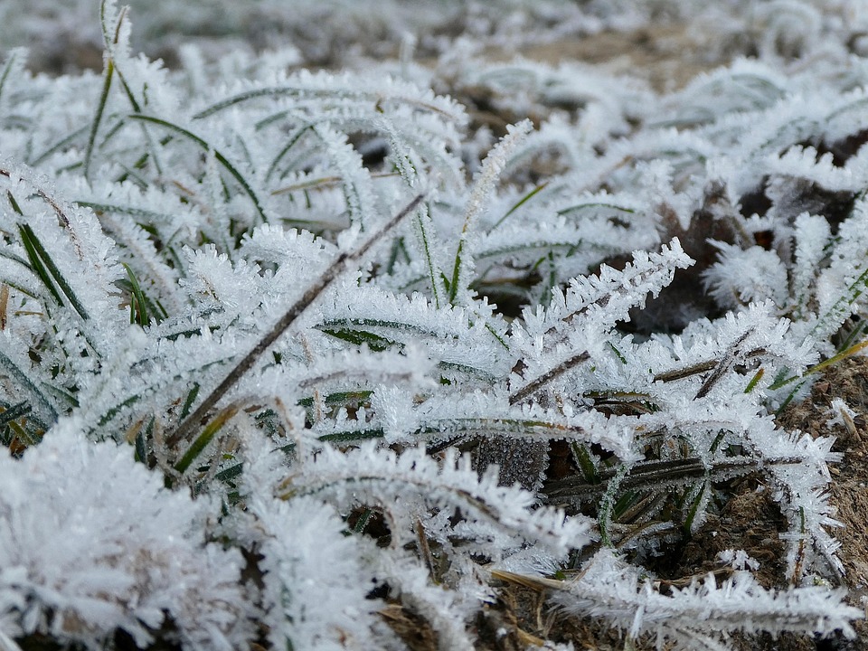 Frost Natur - Kostenloses Foto auf Pixabay - Pixabay