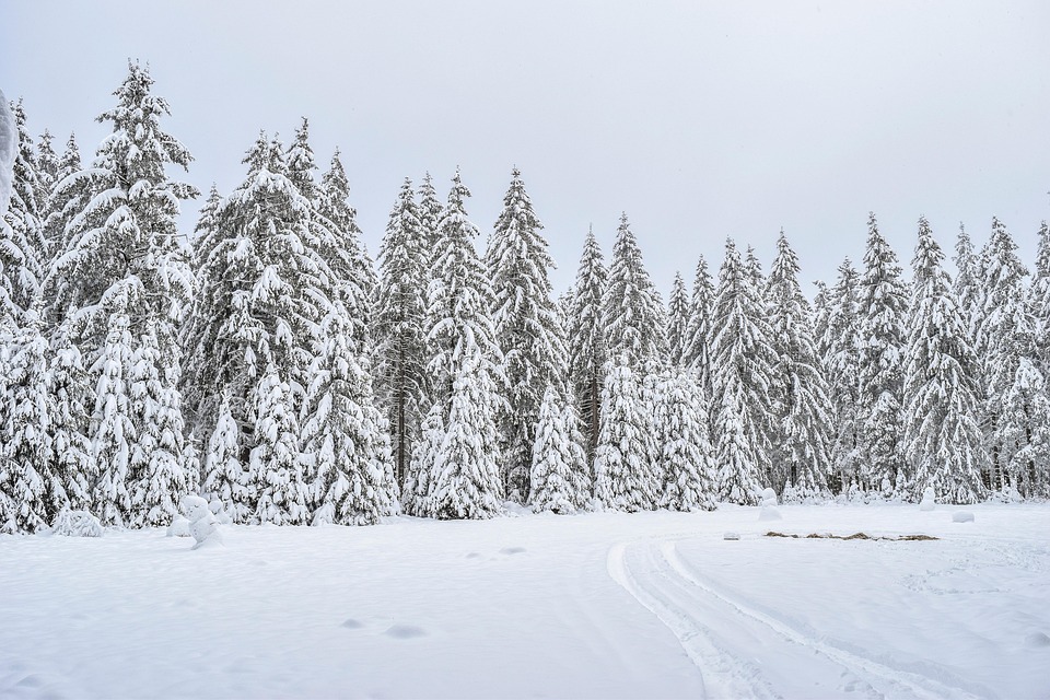 Snow Conifers Forest - Free photo on Pixabay