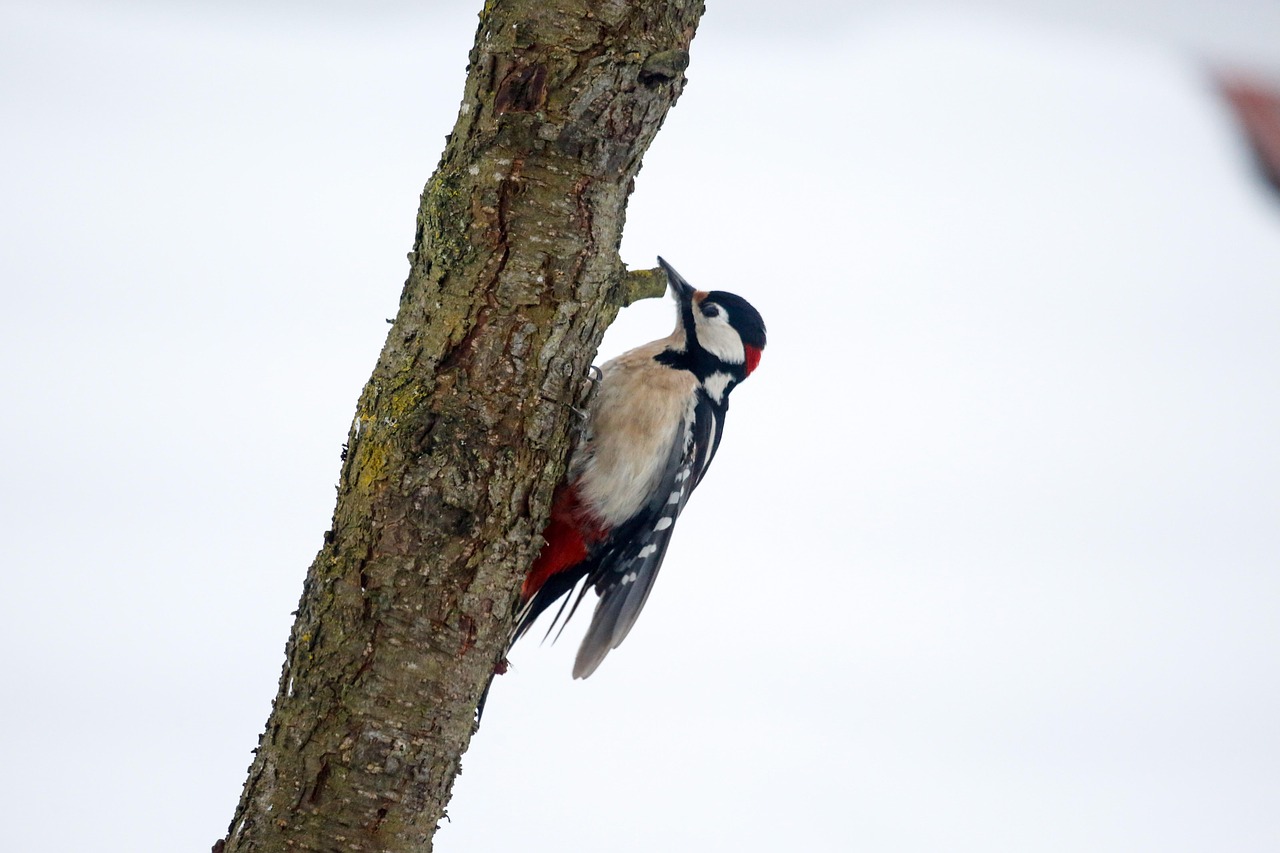 Ďateľ Veľký Vták Zima - Fotografia zdarma na Pixabay