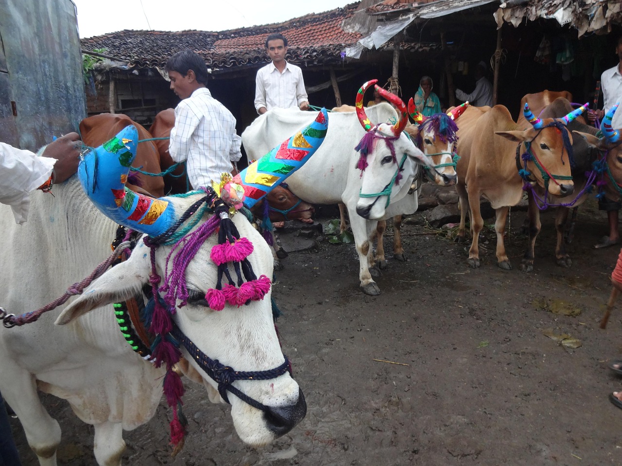Festival Pola Bulls - Free photo on Pixabay - Pixabay