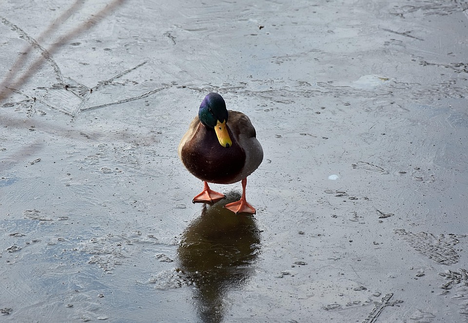 Duck Ice Frozen - Free photo on Pixabay