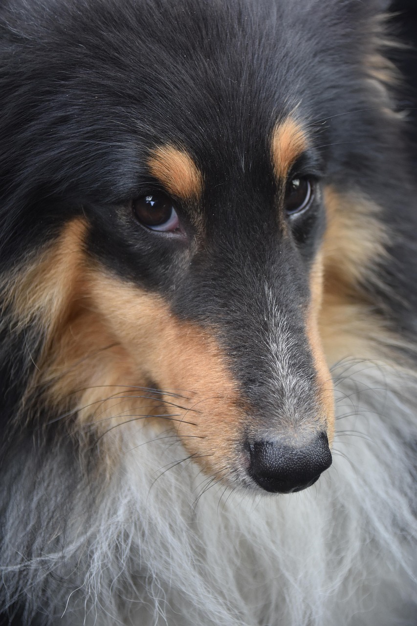 Dog Shetland Sheepdog Face - Free photo on Pixabay - Pixabay
