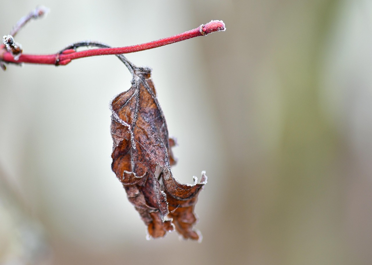 Leaf Frost Branch - Free photo on Pixabay