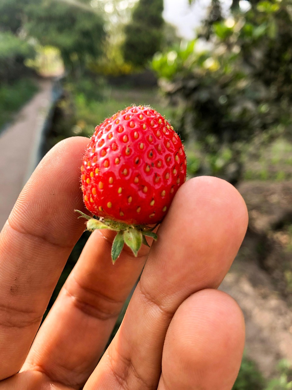 Fraise Des Fruits Aliments - Photo gratuite sur Pixabay - Pixabay