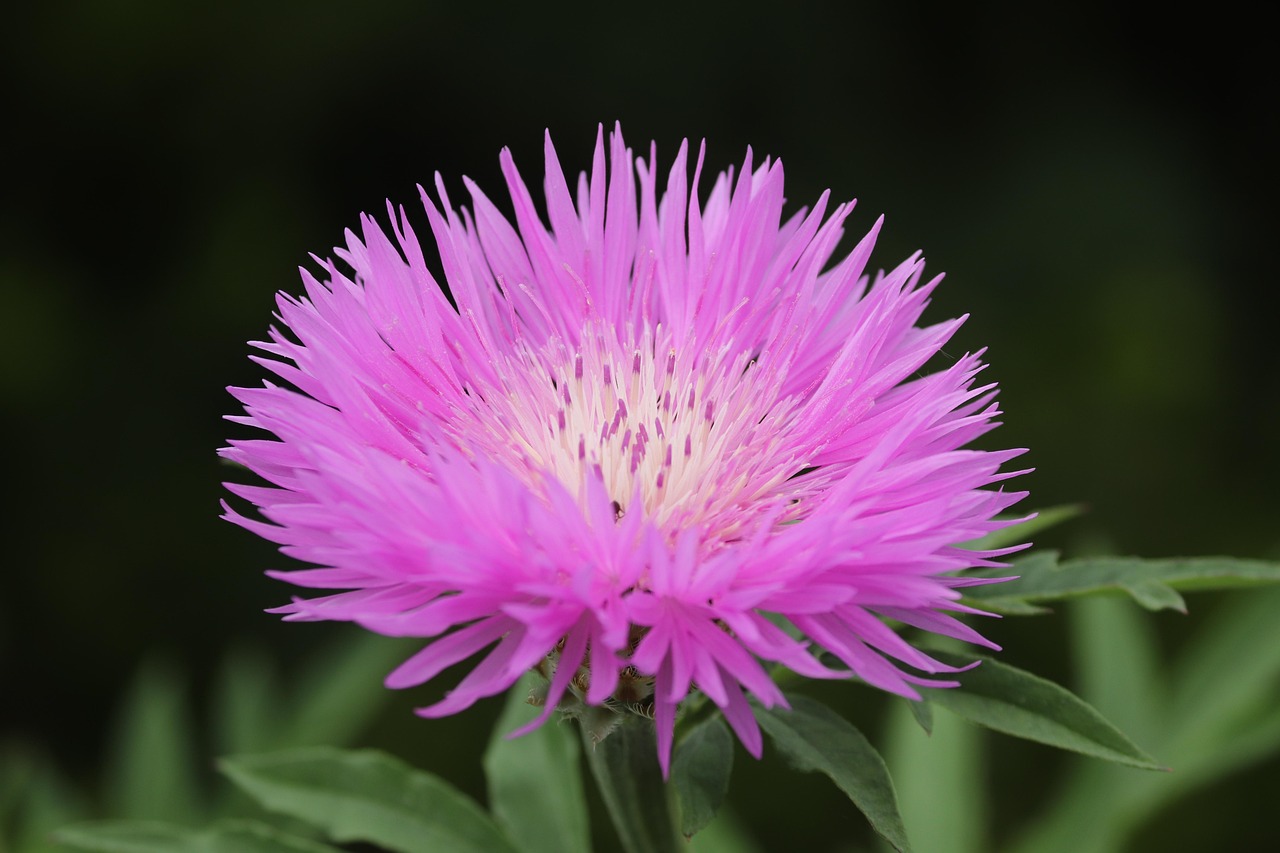 4+ Free Dealbatus & Psephellus Dealbatus Images - Pixabay