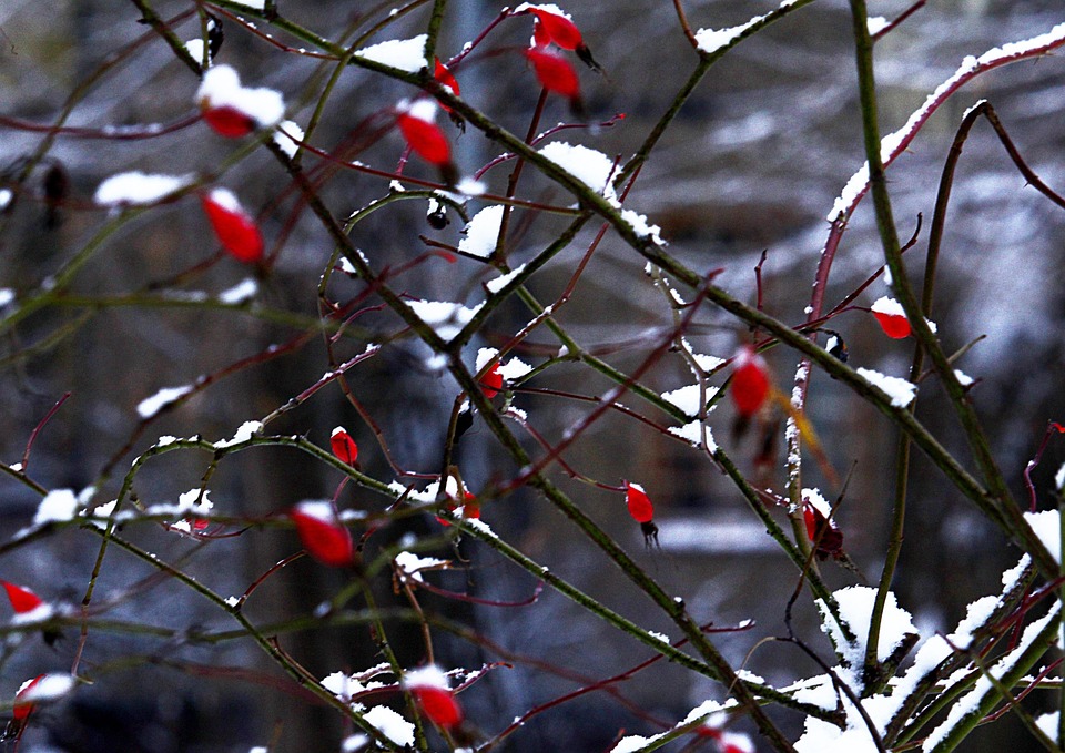 Winter Rose Hip Haw - Free photo on Pixabay - Pixabay