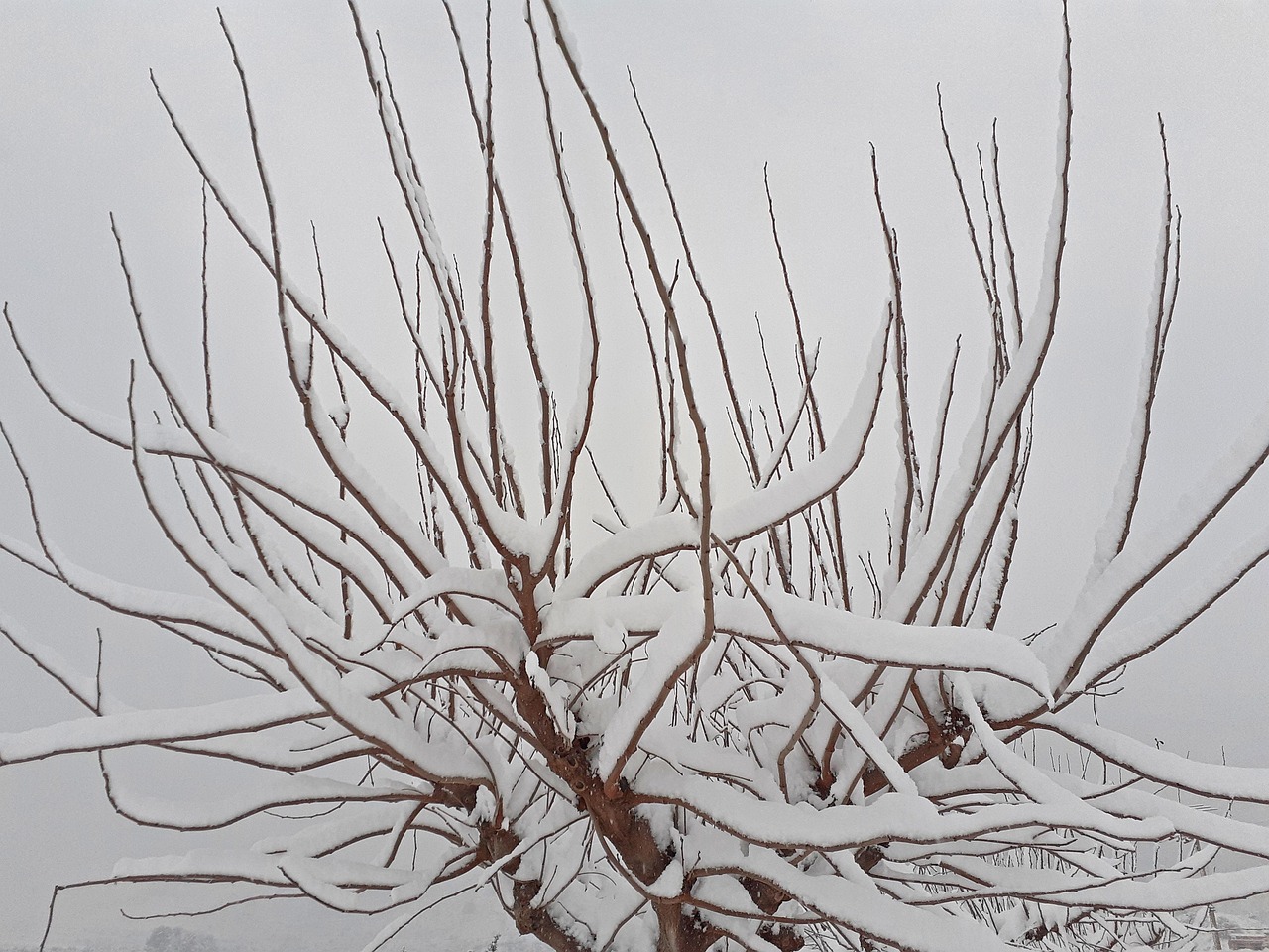 Tree Branches Snow - Free photo on Pixabay - Pixabay