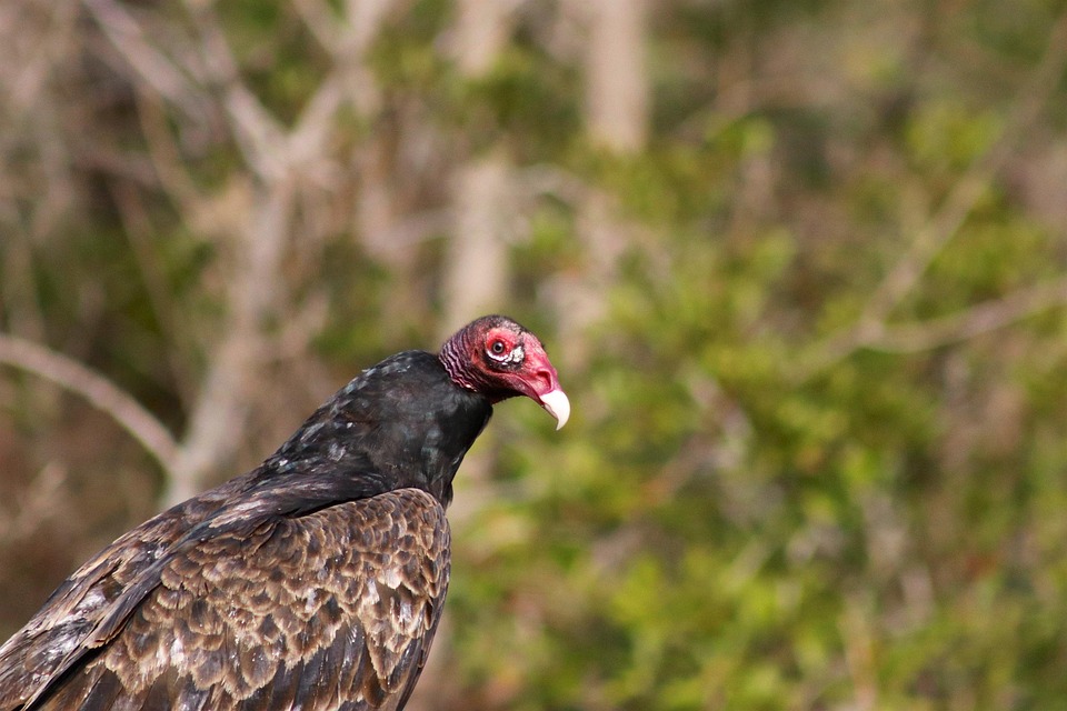 Turkey Vulture Florida Nature - Free photo on Pixabay