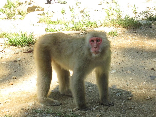 Japonais Macaque Singe - Photo gratuite sur Pixabay - Pixabay