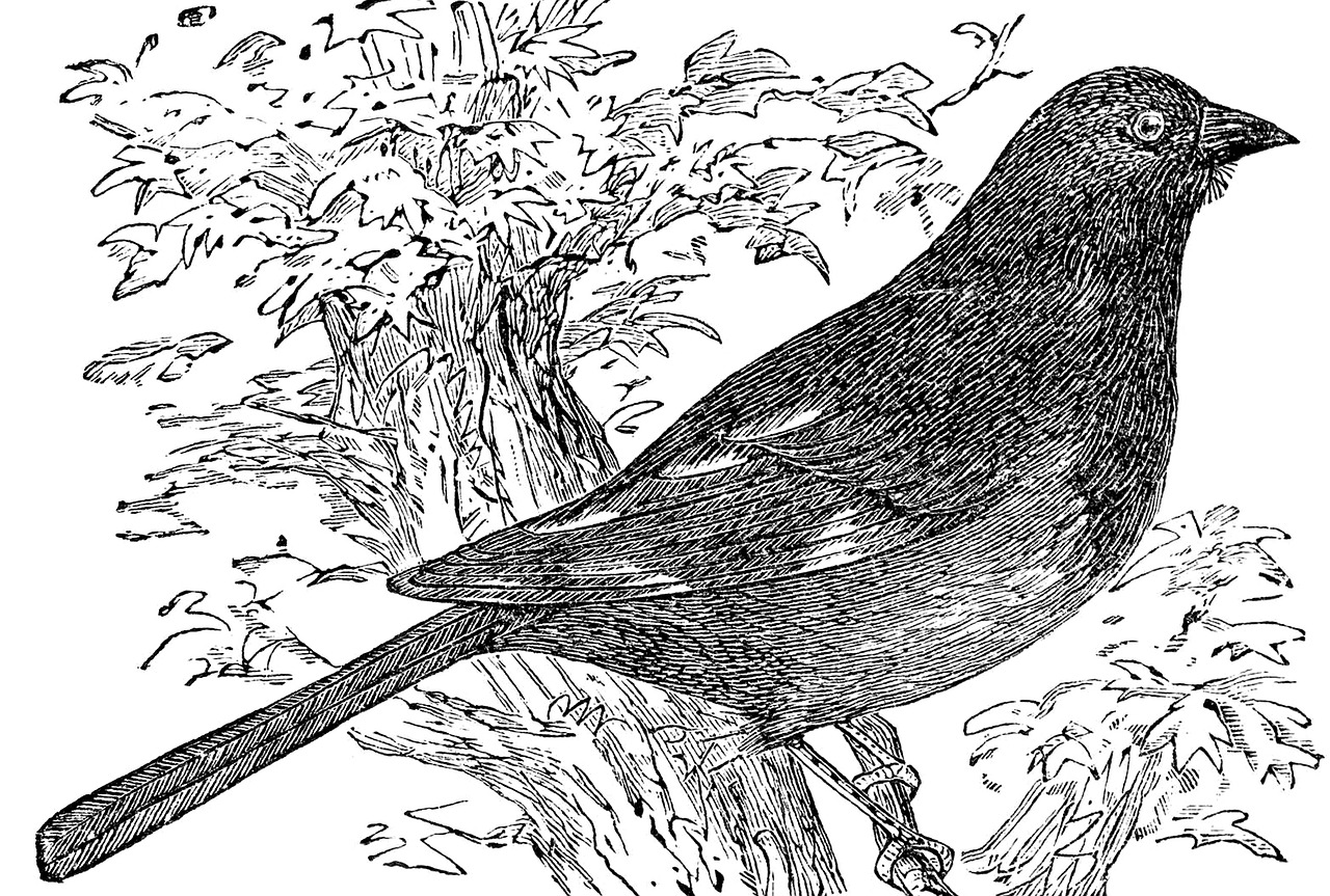 Download Eastern Towhee, Bird, Sparrow. Royalty-Free Stock Illustration ...