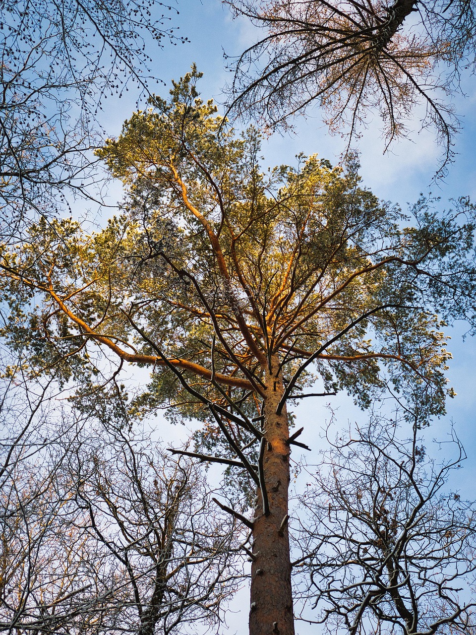 Trees Branches Forest - Free photo on Pixabay - Pixabay