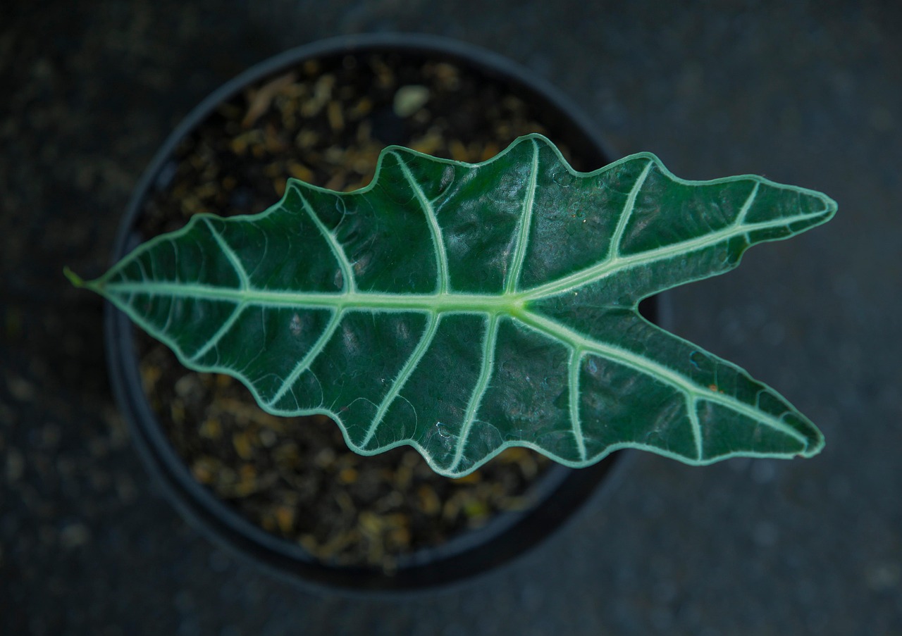 Alocasia Leaf Plant Pot Potted - Free photo on Pixabay - Pixabay