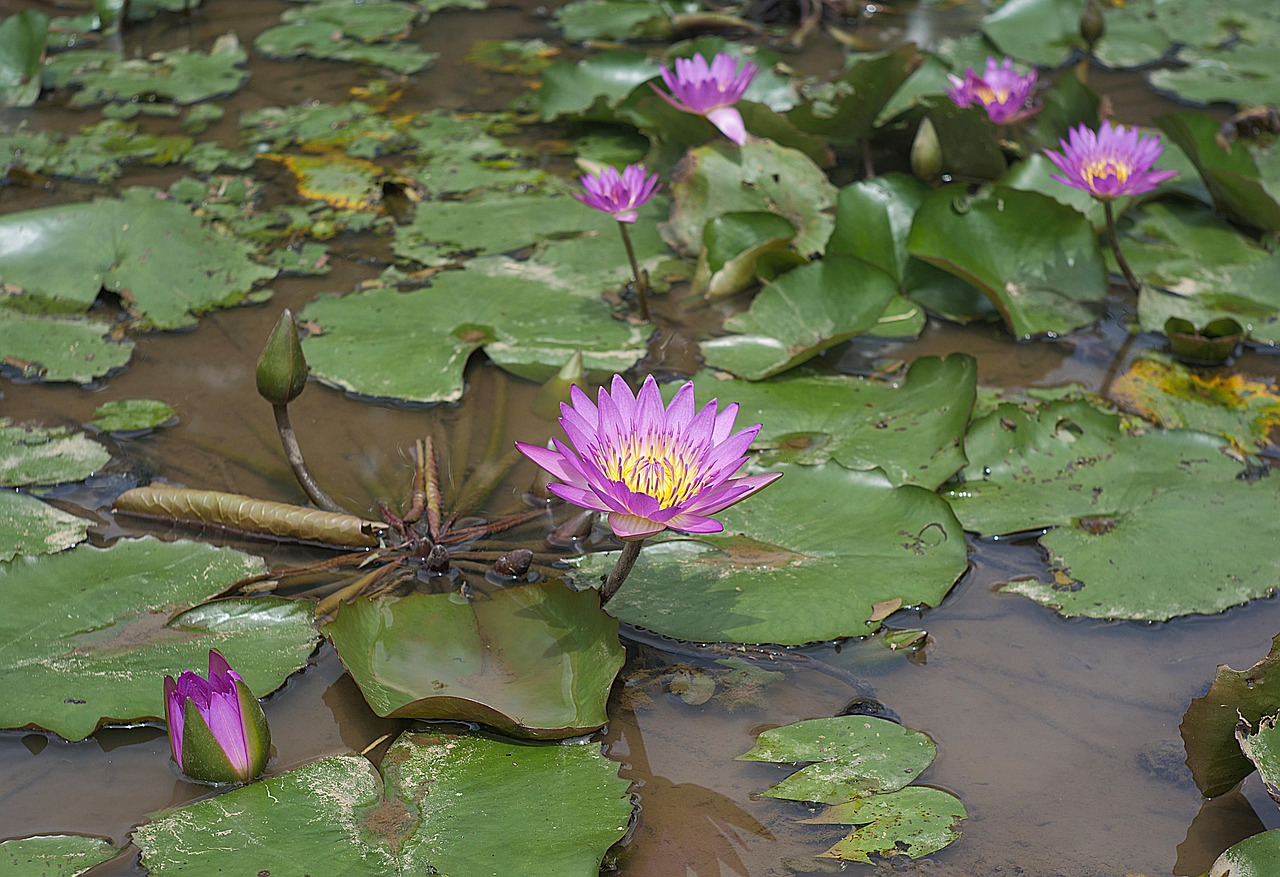 La Fleur De Lotus Nature - Photo gratuite sur Pixabay - Pixabay