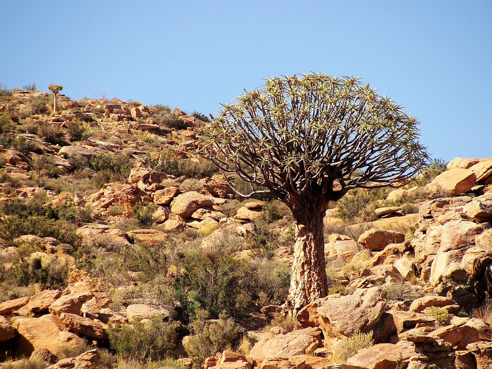 Baum Kalahari Felsen Flora Und - Kostenloses Foto auf Pixabay - Pixabay
