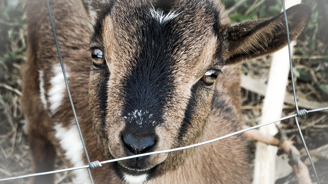 Goat Animals Nature - Free photo on Pixabay