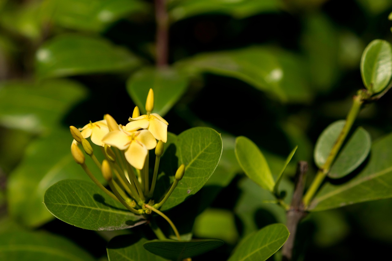 Yellow Flower - Free photo on Pixabay - Pixabay