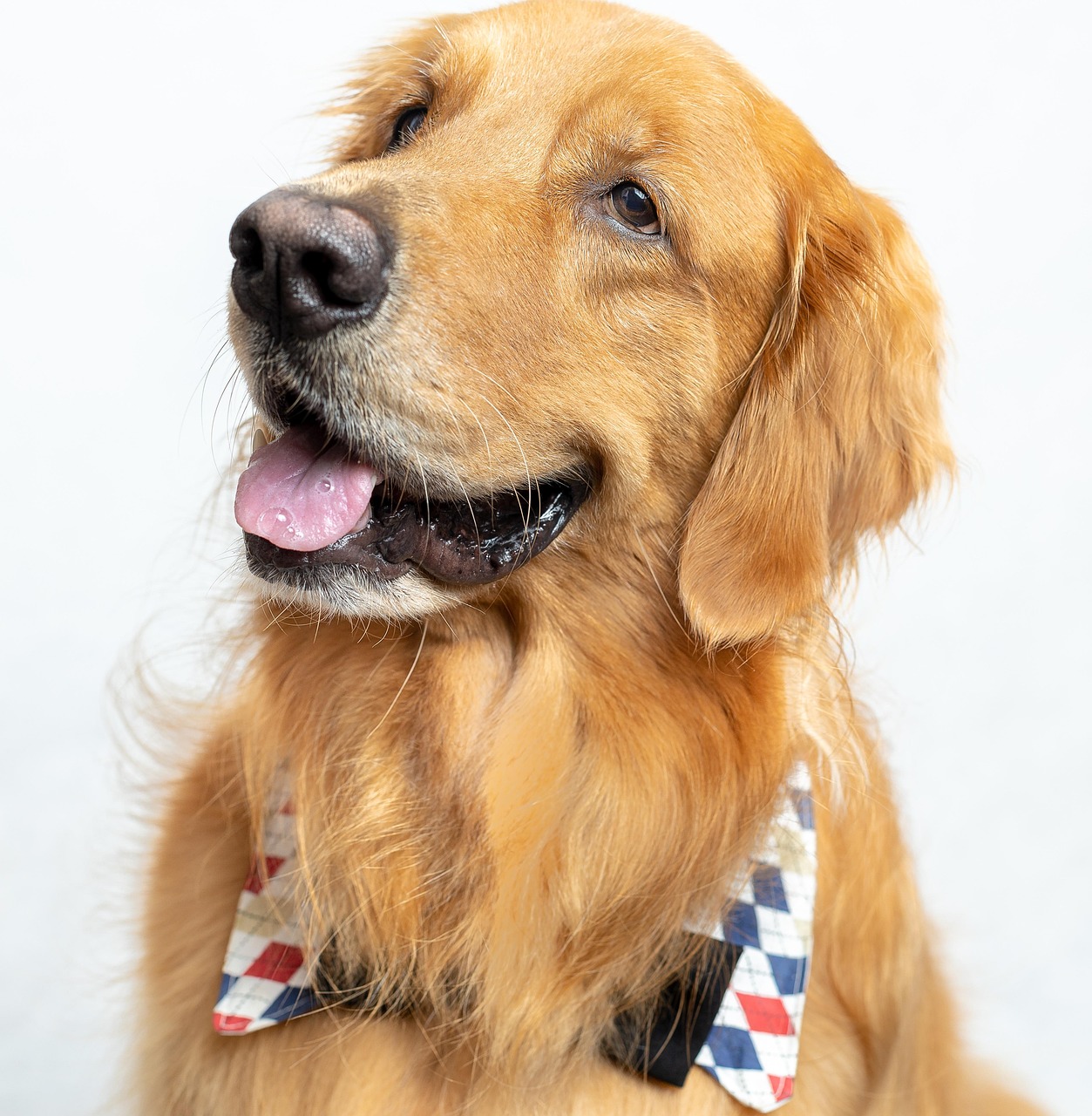 Golden Retriever Dog Pet - Free photo on Pixabay