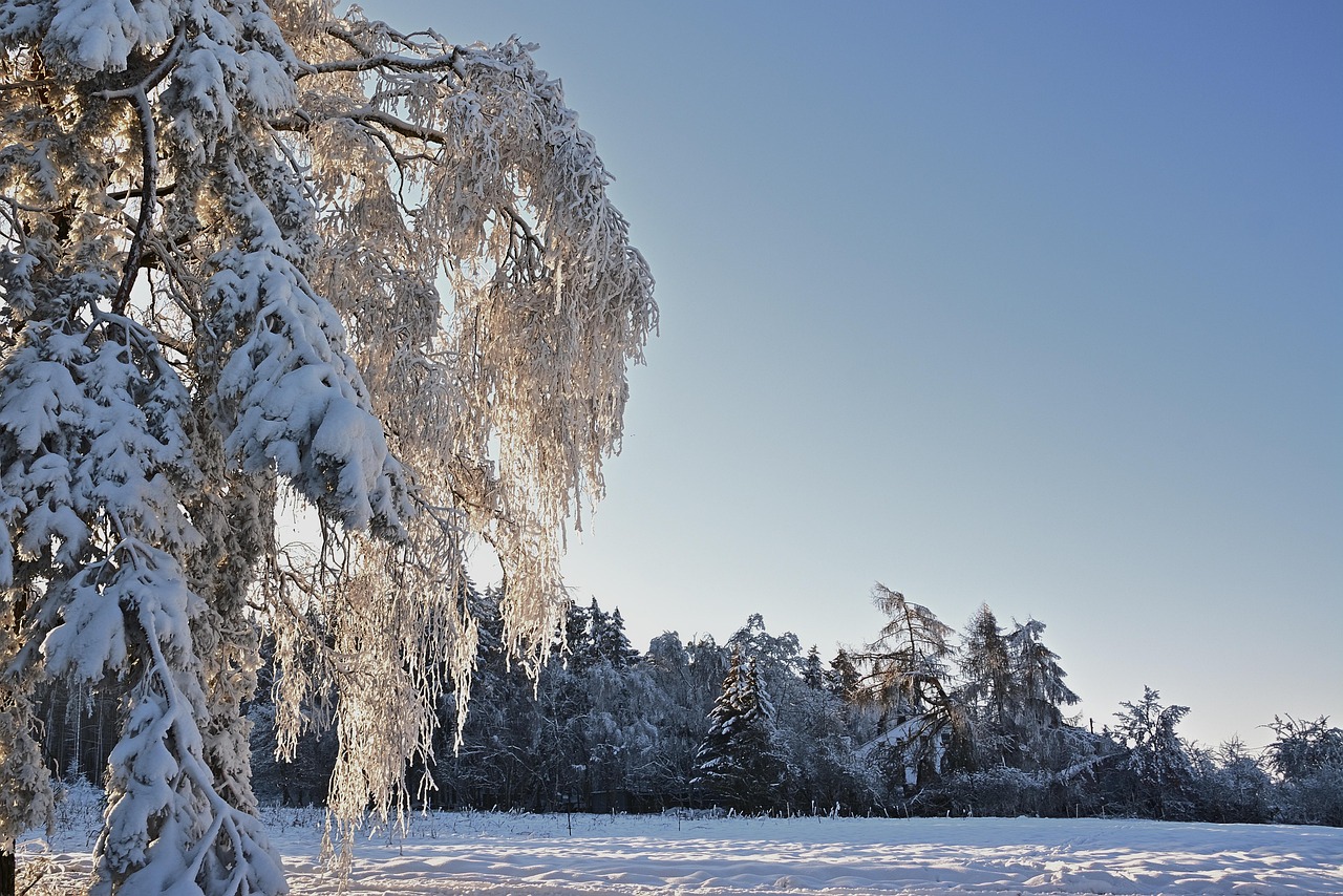 Paysage D'Hiver Des Arbres Du - Photo gratuite sur Pixabay - Pixabay