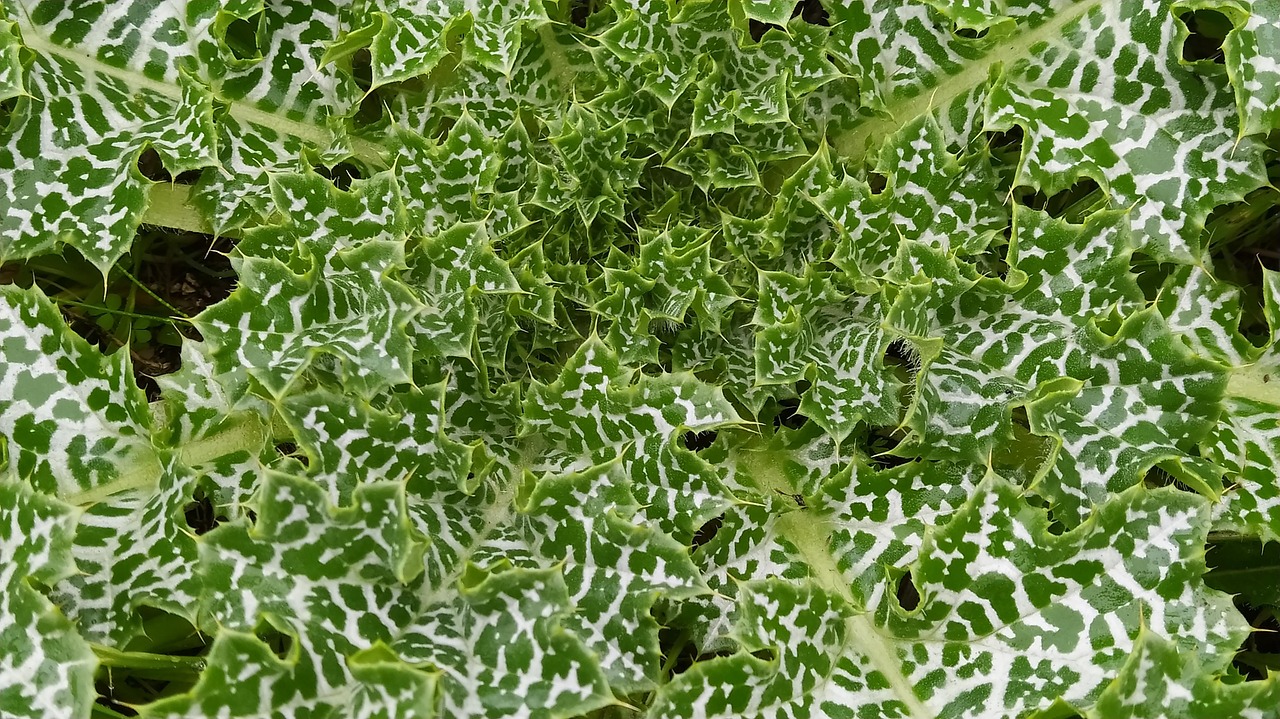 Planta Verde Blanco - Foto gratuita no Pixabay - Pixabay