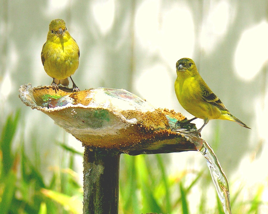 Birds Songbird Canaries - Free photo on Pixabay - Pixabay