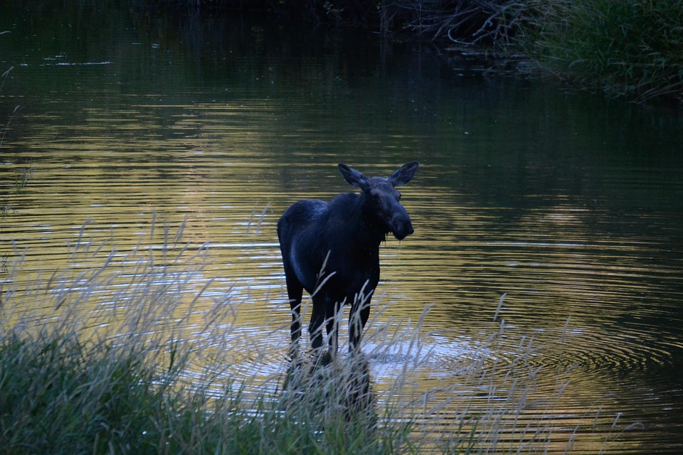 Moose River Nature - Free photo on Pixabay - Pixabay