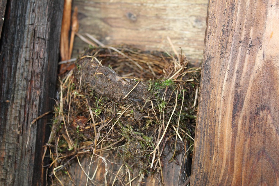 Nest Bird Wood - Free photo on Pixabay - Pixabay