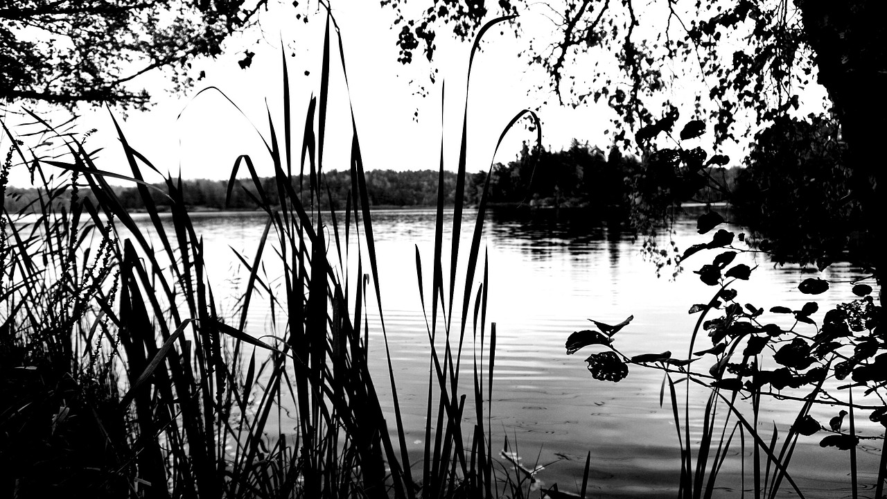 Noir Et Blanc Nature - Photo gratuite sur Pixabay - Pixabay