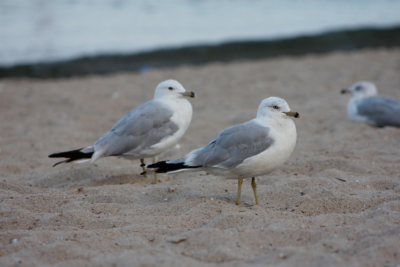 Strand Sand Möwen - Kostenloses Foto auf Pixabay - Pixabay