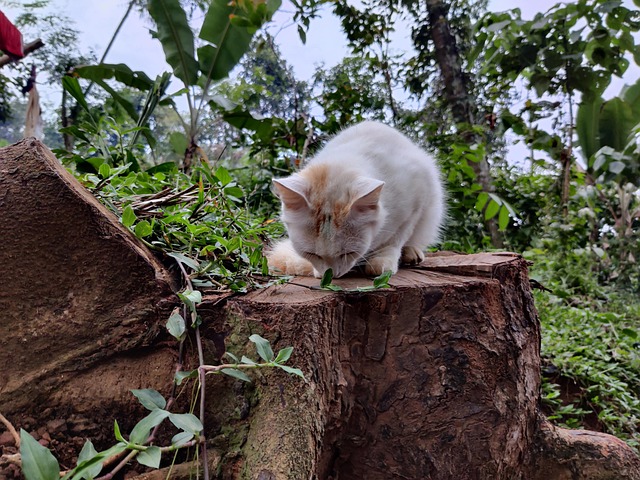Cat Is So Free Photo On Pixabay Pixabay