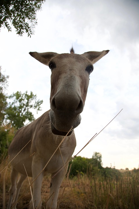 Donkey Farm Mule - Free photo on Pixabay - Pixabay