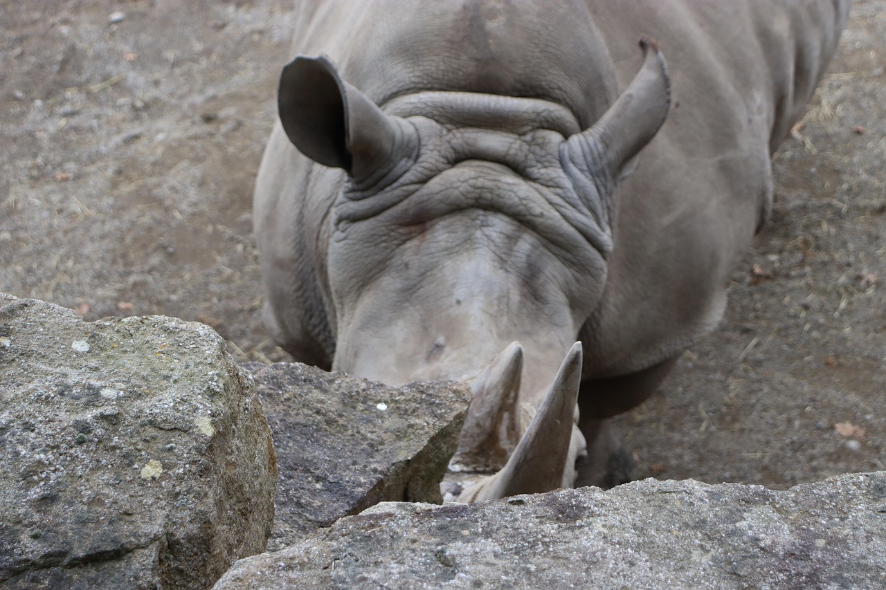 Animal Rhino Rhinoceros - Free photo on Pixabay - Pixabay