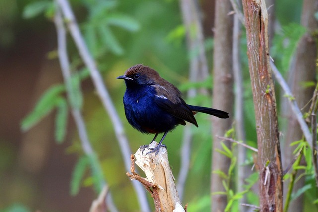 Male Indian Robin - Free photo on Pixabay - Pixabay