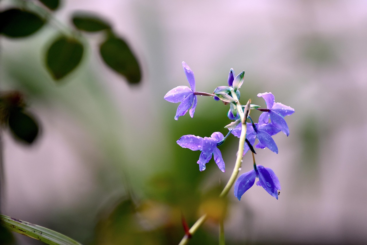 Flowerphotography Alam Bunga - Foto gratis di Pixabay - Pixabay
